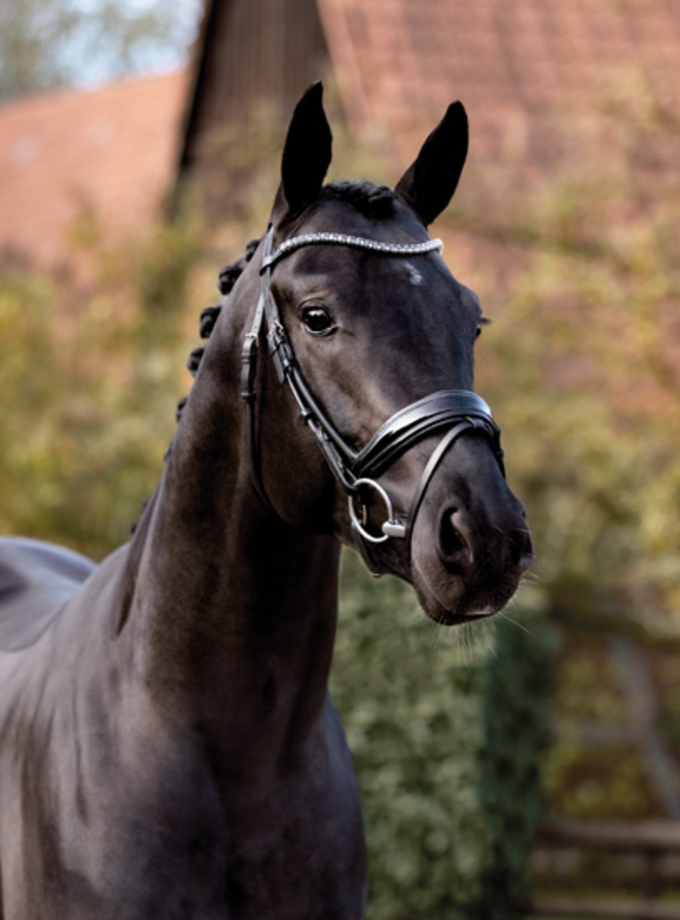 Stallions | Klosterhof Medingen