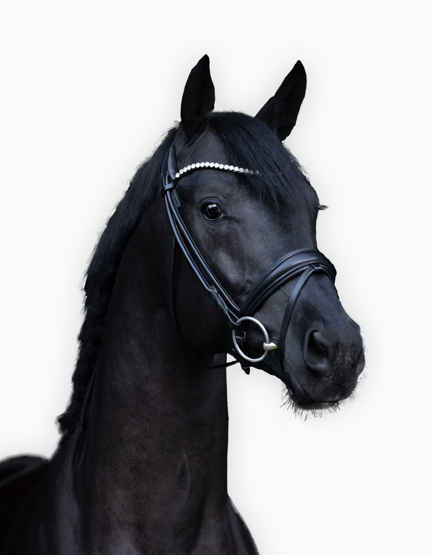 Stallions | Klosterhof Medingen